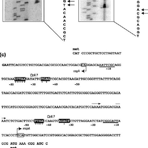 A B Primer Extension To Determine Transcriptional Start Sites Start
