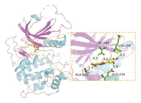 A Binding Mode Of Luteolin With Akt1 B Binding Mode Of Luteolin