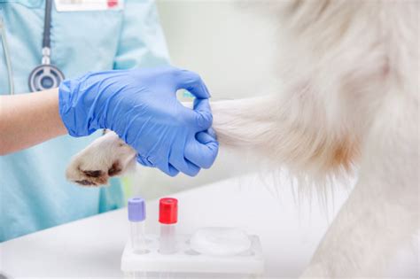 Diagnóstico Por Imagem Veterinário Monte Cabrão Diagnóstico