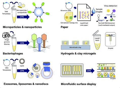 Cell Free Synthetic Biology Based Material Functionalization