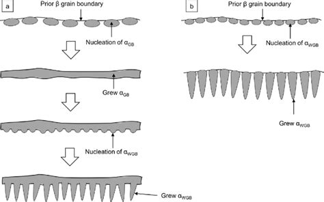 Schematic Diagrams Of Nucleation And Growth Of The α Phases And