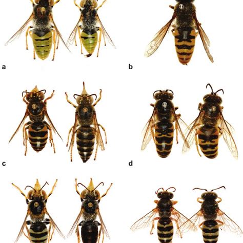 Bembix Spp A Namibensis Female Male B Ochracea Female Male C