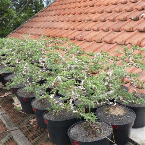 Jual Bahan Bonsai Cemara Buaya 21 34 21 Kota Batu ARTHA BONSAI VIO Tokopedia