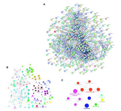 mrna related ppi networks in idd a ppi network of differentially
