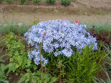 Многолетники цветущие все лето Цветы во дворе Растения Синий сад