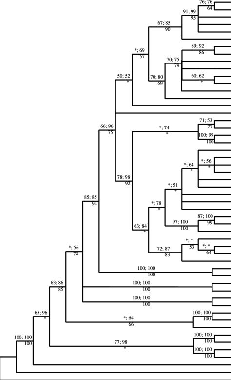 summary of mp wmp and nj bootstrap trees bootstrap values 50 1000