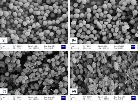 Fesem Micrographs Of A Control Mrsa Cells B The Cells Treated With