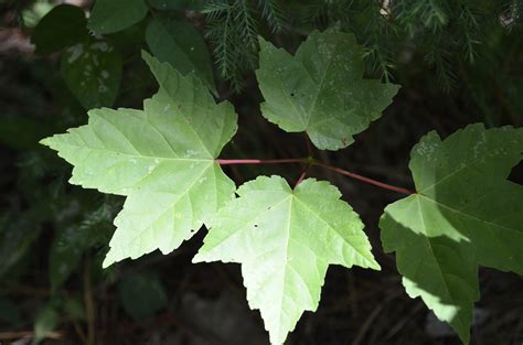 Deciduous Leaves