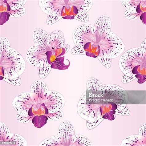 원활한 텍스처 아름 다운 보라색과 흰색 Phalaenopsis 난초 꽃 빈티지 근접 촬영 벡터 일러스트 레이 션 편집 가능 0