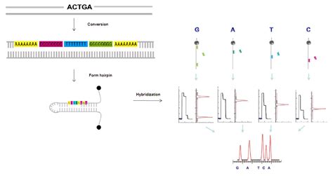 Single Molecule Magnetic Sequencing Encyclopedia Mdpi