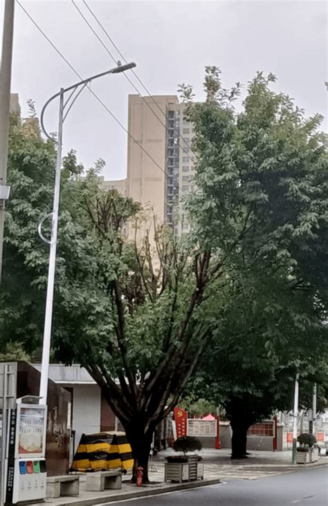 网友反映宁远县电力公司未经过城市园林绿化管理部门协调，私自砍伐行道树人民供电群众