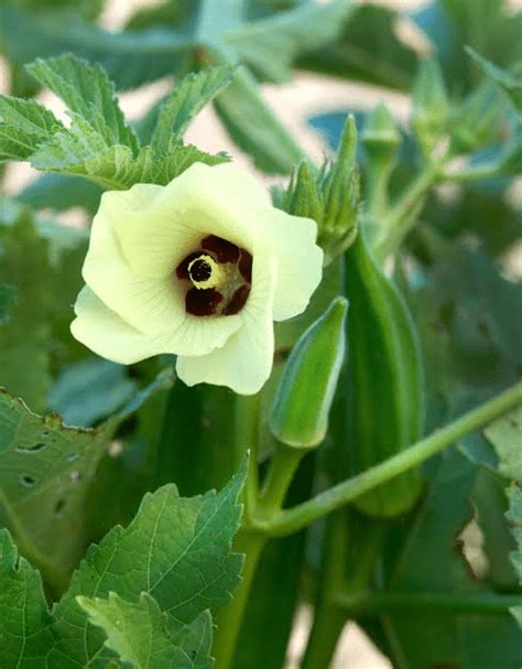 14 Medicinal Health Benefits Of Okra Abelmoschus Esculentus