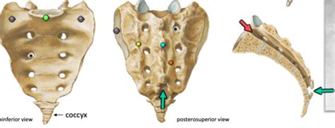 Anatomy Exam 2 Anatomy Of Sacrum And Coccyx Diagram Quizlet