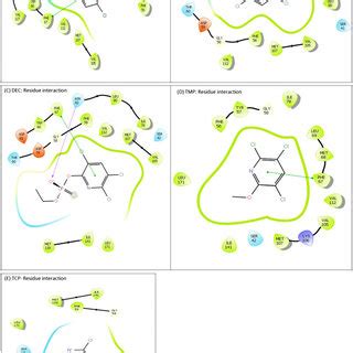 Amino Acid Residues In The Binding Pocket Of Sex Hormone Binding Download Scientific Diagram