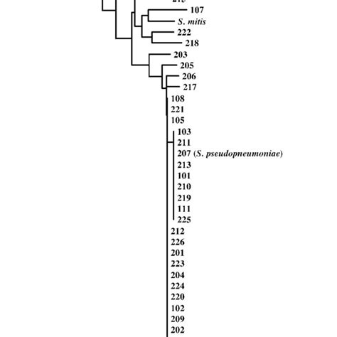 Biochemical Test Results Api 20 Strep System For Subset Of Strains