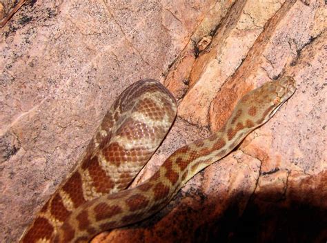 Stimsons Python Ausemade