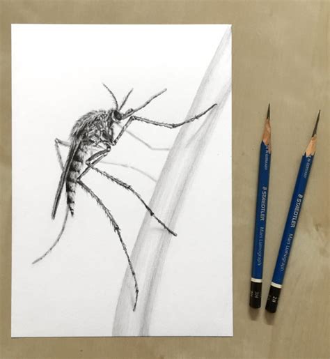 How To Draw Realistic Insects Ran Art Blog