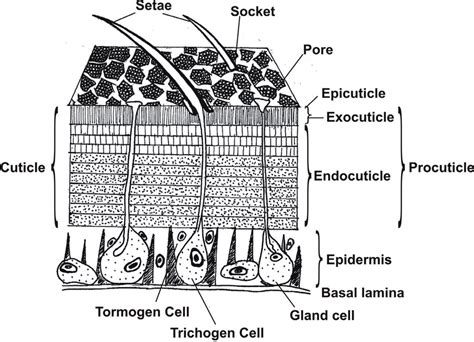 Structure Of Insect Integument Download Scientific Diagram