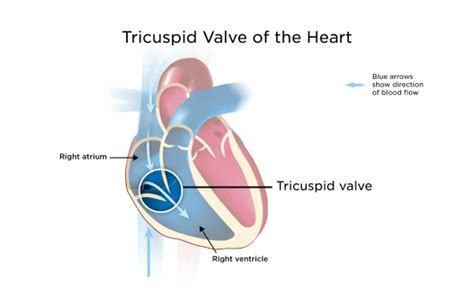 Types Of Tricuspid Valve Surgery Explained Medisuggest