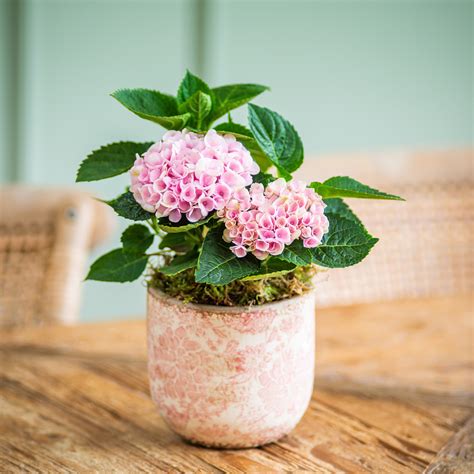 Pink Hydrangea In Ceramic Pot Moutan Flowers