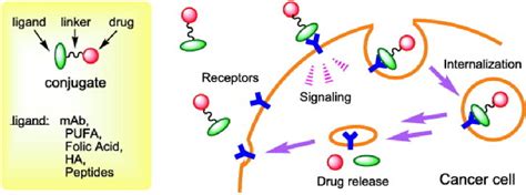 Figure 1 10 From Peptide Drug Conjugates For Improved Treatment Of
