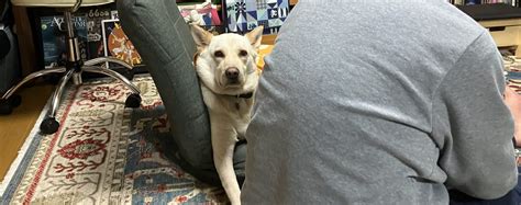 ハナうちに来て3年1日目ハナは喜び庭駆け回り 元保護犬 HANA花日記