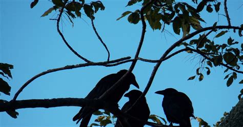 the language of crows
