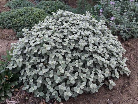 Ballota Pseudodictamnus Nanus Lynwood Garden