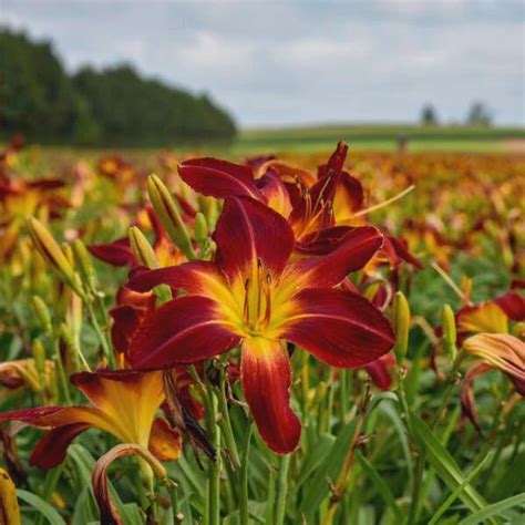 Ruby Spider Daylily Etsy
