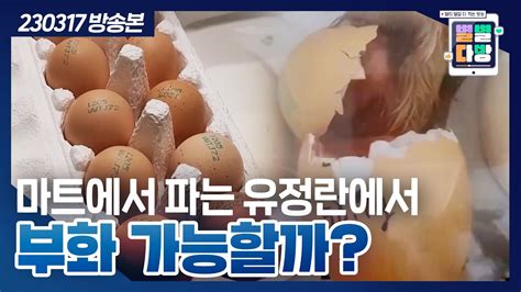 [별별다방] 🐣 유정란으로 병아리🐥 부화 도전 🐔｜kbs 230317 방송 Youtube