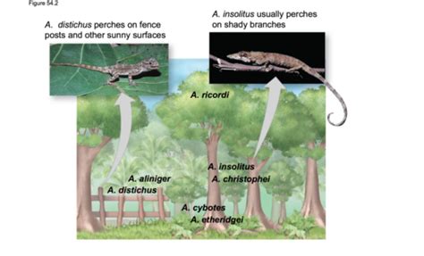 Lecture 33 Community Ecology Flashcards Quizlet