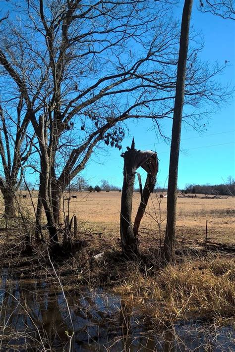 Oklahoma Trees Stock Image Image Of Damage Destructive