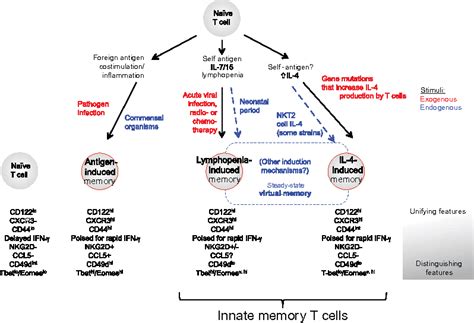 Memory T Cells