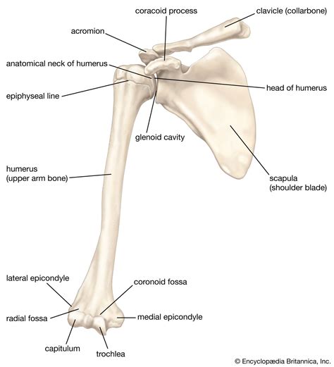 Supraspinous Fossa Anatomy Britannica