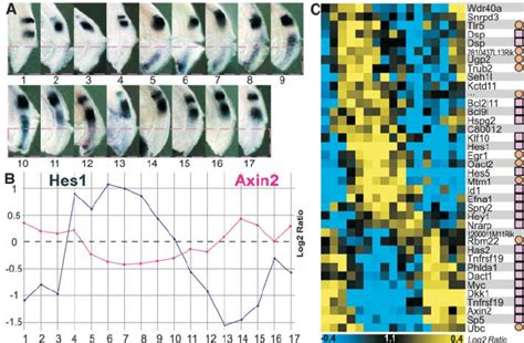 Identification Of Cyclic Genes Based On The Psm Microarray Time Series