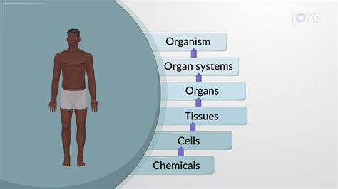 Levels Of Organization Body Systems At Samuel Sargent Blog