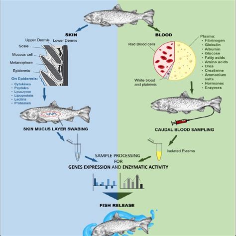 Non Invasive And Non Lethal Methods Used To Detect Antioxidative