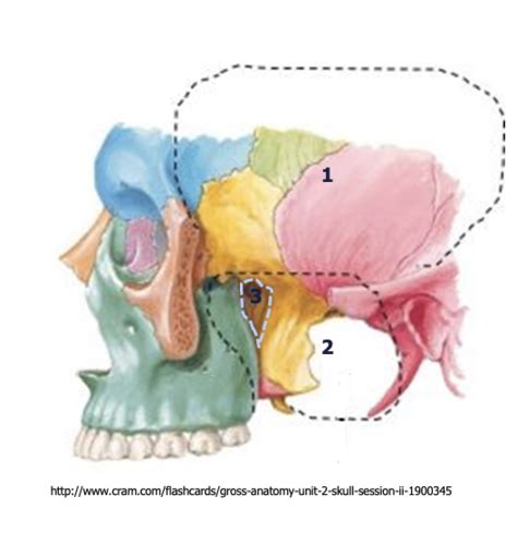 Infratemporal Fossa Flashcards Quizlet