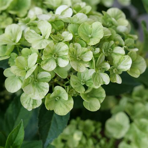 Green Hydrangea Varieties