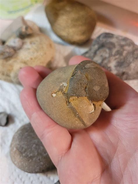 Devonian Fossil Rfossilhunting