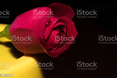 밝은 붉은 꽃잎에 맑은 물 방울을 볼 수 있습니다 작은 장미 꽃 어두운 배경 매크로 0명에 대한 스톡 사진 및 기타 이미지 0명 검은색 계절 Istock