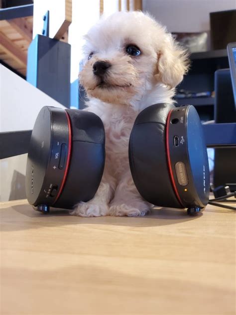 강아지 이름 추천 해 주세요 지식in