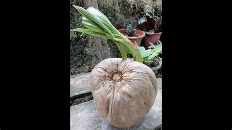 The Coconut Embryo Youtube