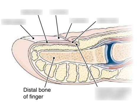 Integumentary System Nails
