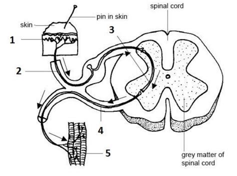 Reflex Arc Diagram Quizlet Reflex Arc Diagram Quizlet