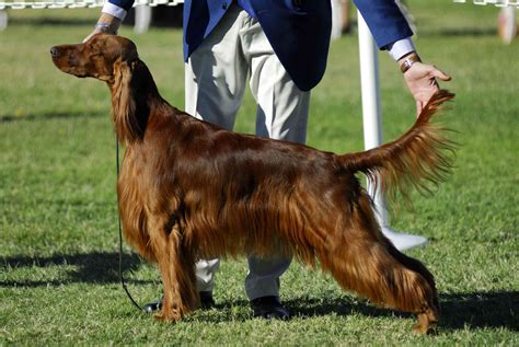 Irish Setter Full Profile History And Care