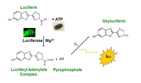 Atp Assay Business Plan Template