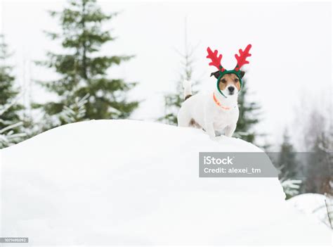 휴일 의상을 입고 완료 라플란드에서 야생의 자연에서 산책 하는 개 개에 대한 스톡 사진 및 기타 이미지 개 눈 냉동상태의 물 축하 Istock