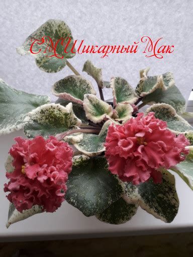 Фиалка СМ-Шикарный Мак