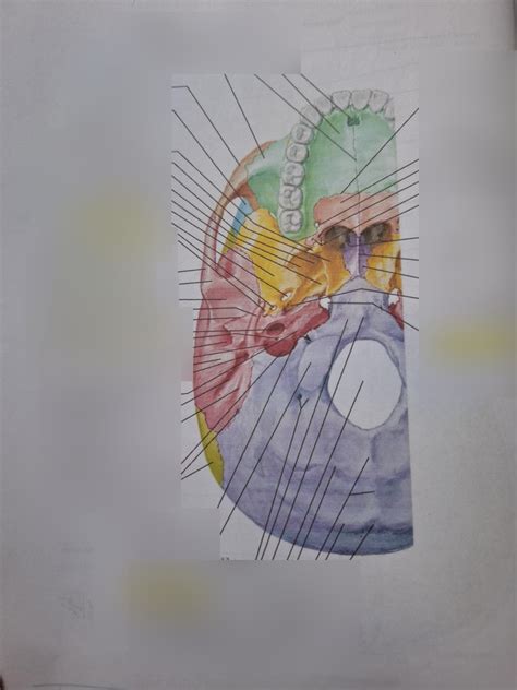 Cranial Base Inferior View Detailed Netters Diagram Quizlet
